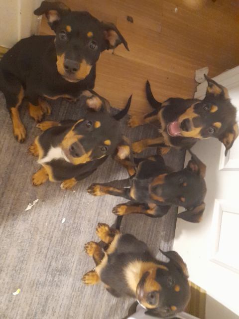 15 week old rotti x kelpie puppies | Dogs & Puppies | Gumtree Australia ...