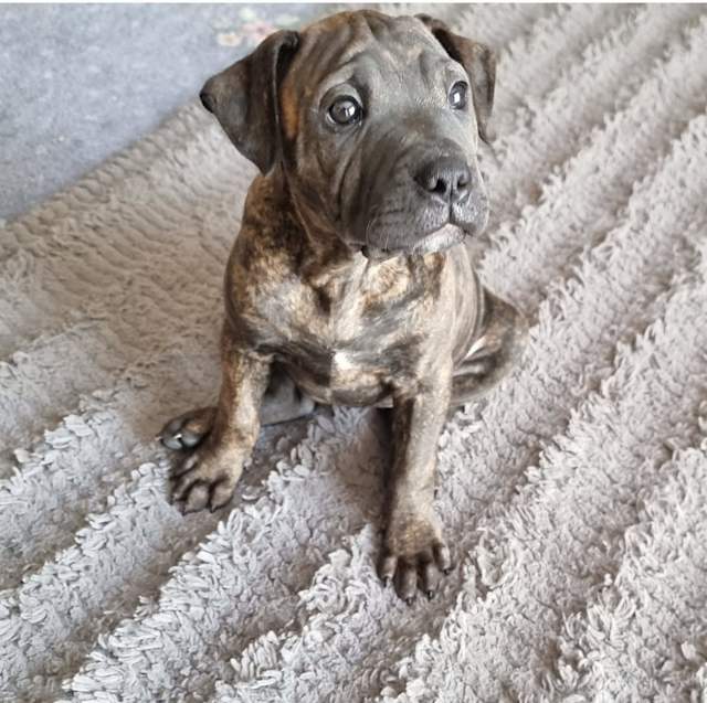 English Staffordshire bullterrier X American Bully Brindle girl | Dogs ...