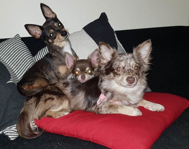 Female Chocolate Merle Pomchi/Chihuahua | Dogs & Puppies | Gumtree ...