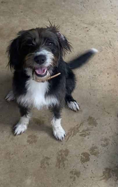 Male border collie x wolfhound dog | Dogs & Puppies | Gumtree Australia ...