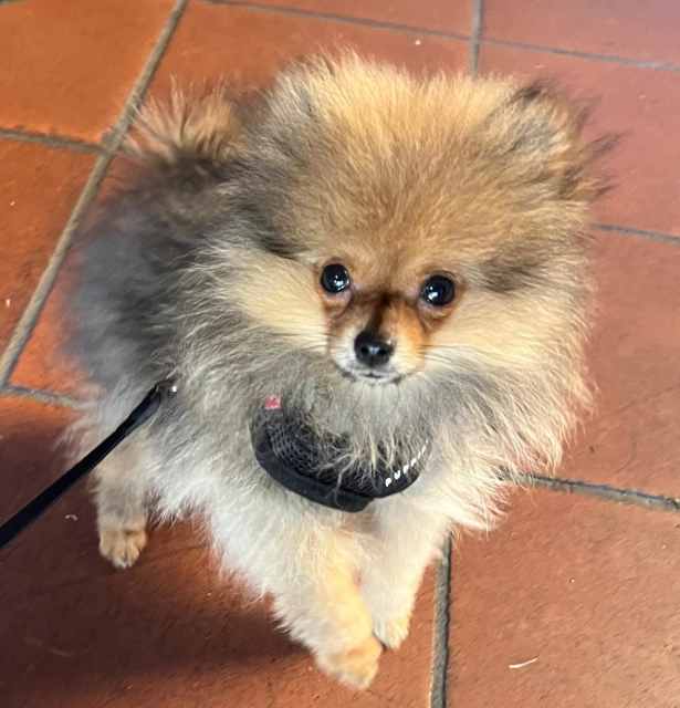 Adorable Pure Pomeranian Puppy | Dogs & Puppies | Gumtree Australia ...