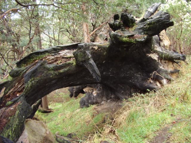 LARGE OLD GUMTREE on ground to be cut up free - Other Home & Garden in ...