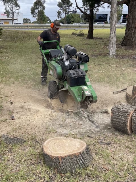 Tree removal and pruning/ Tree stump Removal | Landscaping & Gardening ...