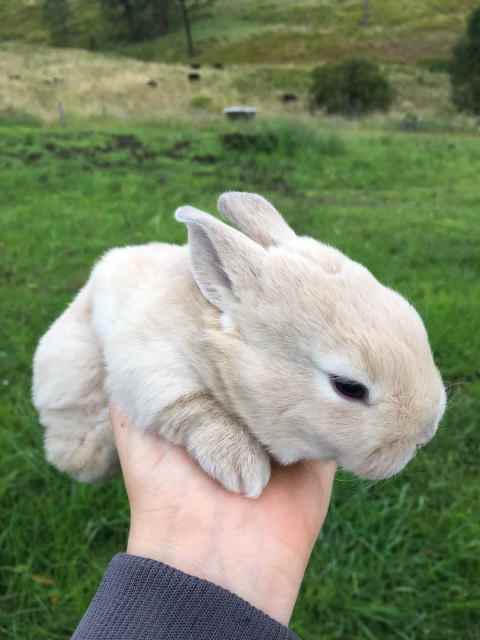 Pure-bred mini Rex baby bunnies | Rabbits | Gumtree Australia Kyogle ...