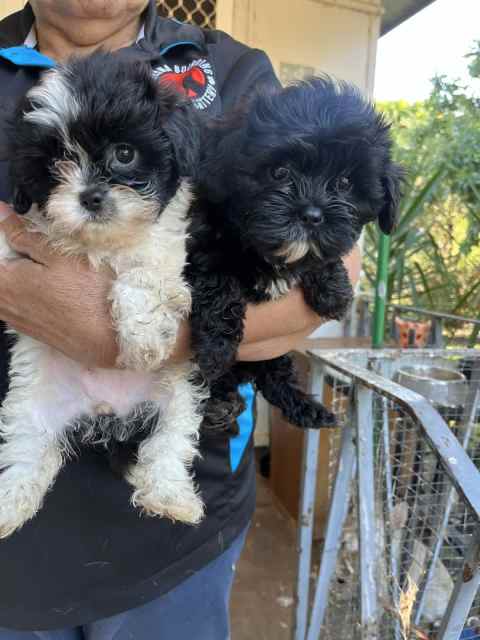 Shoodle girl puppies | Dogs & Puppies | Gumtree Australia Narromine ...