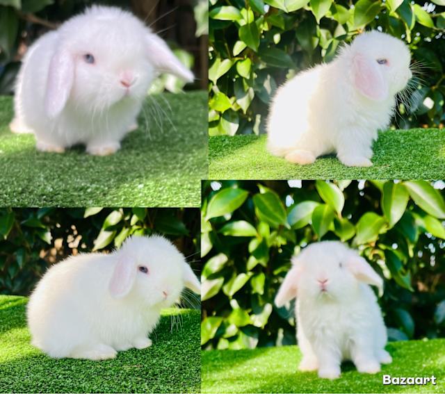 Mini lop Rabbits, mini-lop bunnies | Rabbits | Gumtree Australia ...