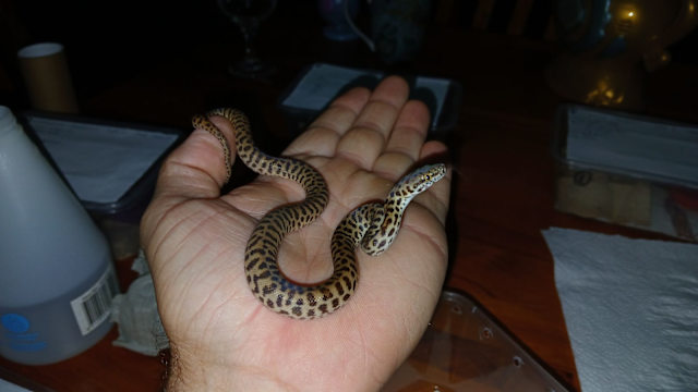 Baby Childrens pythons Antaresia childreni 2 months old hatchlings ...