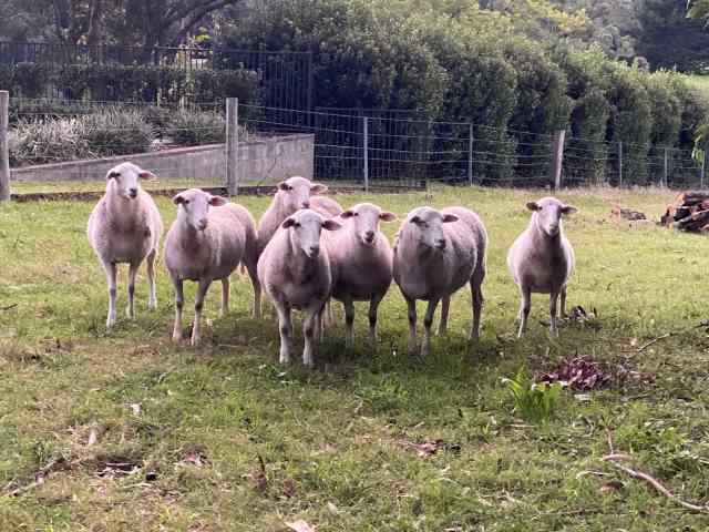 Aussie White Breeding herd | Livestock | Gumtree Australia Cessnock ...