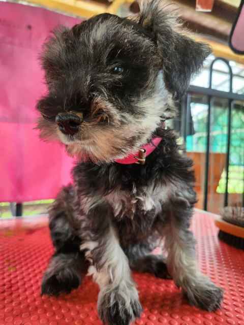 Pure Breed Miniature Schnauzer | Dogs & Puppies | Gumtree Australia ...