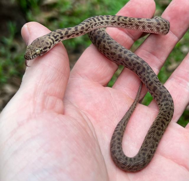 Childrens Python Hatchlings | Reptiles & Amphibians | Gumtree Australia ...