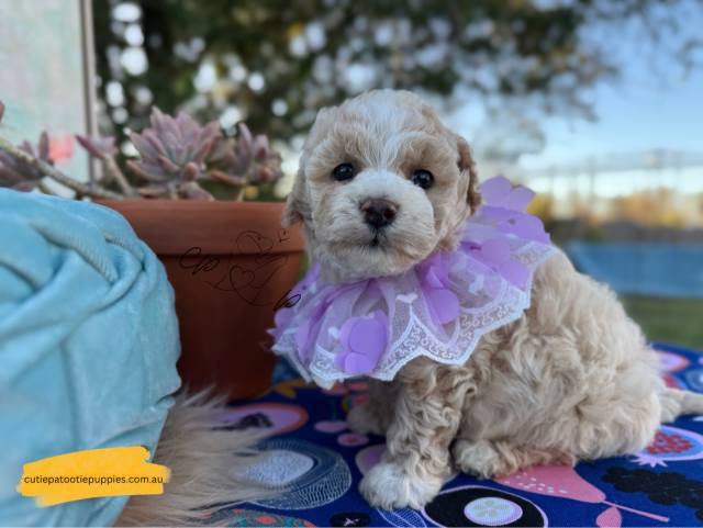 Mini Bichoodle Miniature Poochon PureBred Bichon Frise x Mini Poodle ...