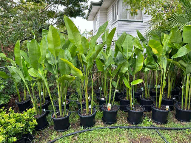Heliconia / 1.5-1.7m tall / 30cm pot / Natural privacy screens - Plants ...