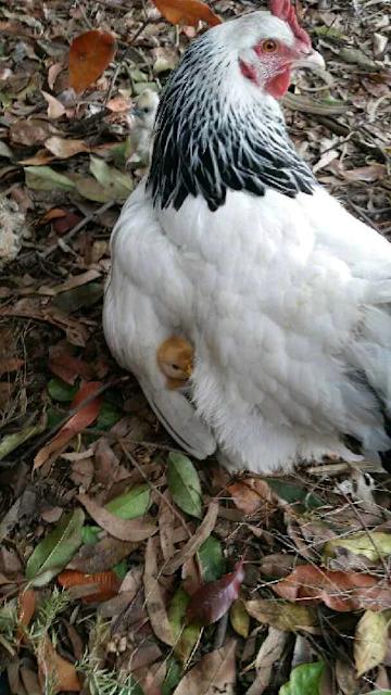 Isa browns x rhode island reds Eggs Fertile Organic | Livestock ...