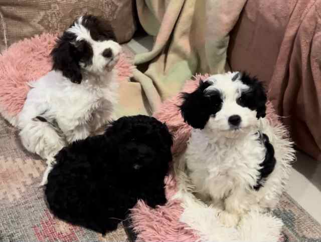 Silver and chocolate cavoodles first generation dna clear | Dogs ...