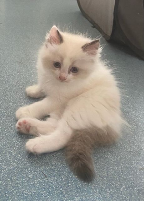 Ragdoll Kittens -traditional pure lines | Cats & Kittens | Gumtree ...