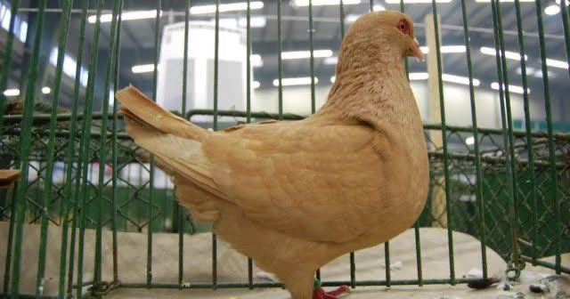 WANTED KING PIGEONS PLEASE | Birds | Gumtree Australia Brisbane South ...
