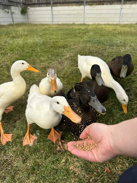 6 Backyard Ducks - for those who love fresh eggs & quacks | Birds ...