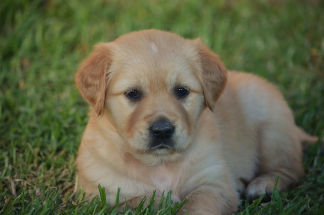 Purebred Golden Retriever puppies | Dogs & Puppies | Gumtree Australia Uralla Area - Uralla ...