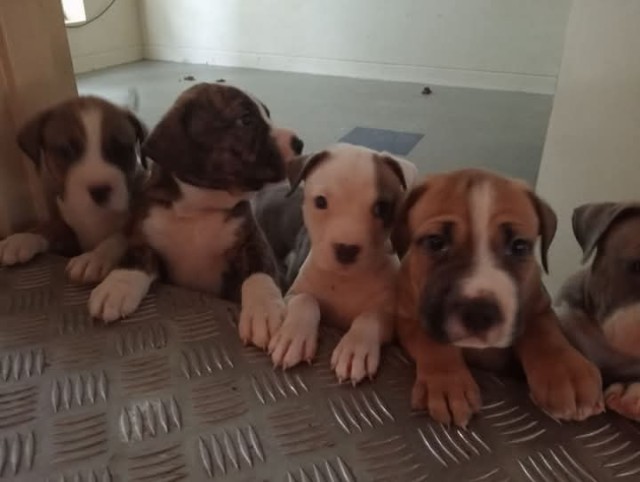 American Bully XL cross Shar Pei Bully | Dogs & Puppies | Gumtree ...