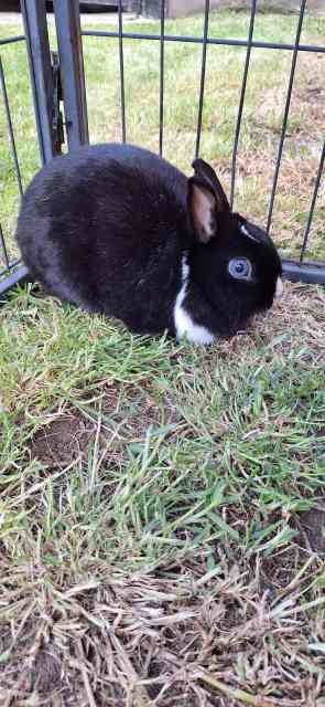 Netherland Dwarf Doe | Rabbits | Gumtree Australia Hume Area ...