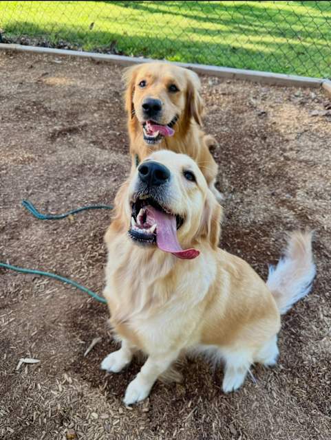 Golden Retriever Puppies | Dogs & Puppies | Gumtree Australia Gold ...