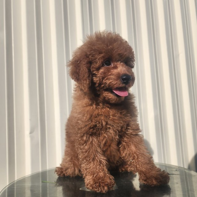 Handsome ruby red Toy Cavoodle - last one left | Dogs & Puppies ...