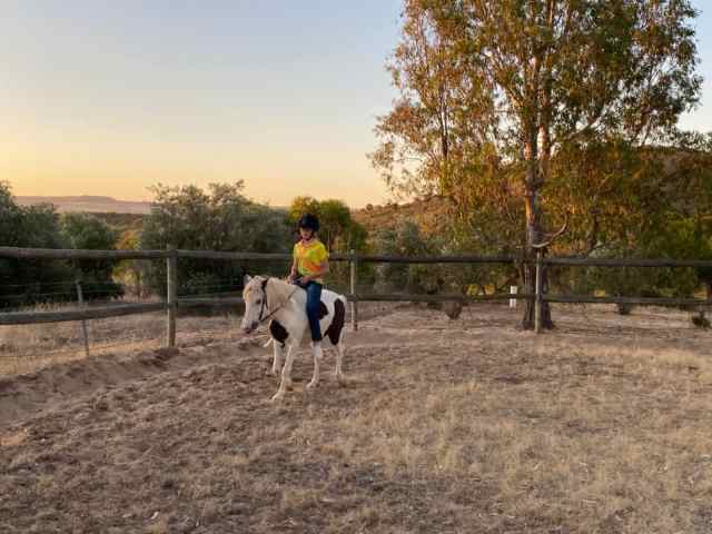 Lani looking for a new family! | Horses & Ponies | Gumtree Australia ...