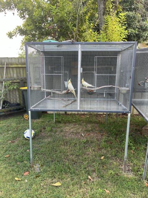 Double Bird Aviary | Pet Products | Gumtree Australia Ipswich City ...