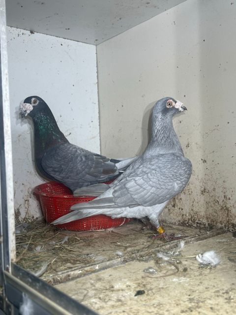 Colored racing pigeons | Birds | Gumtree Australia Liverpool Area ...