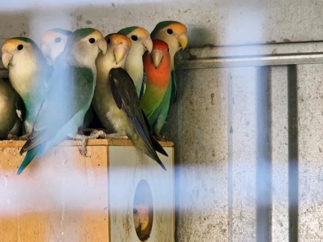 lovely colourful lovebireds from our aviary | Birds | Gumtree Australia ...