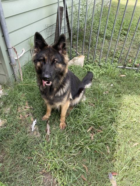 german shepherd female | Dogs & Puppies | Gumtree Australia Ipswich ...
