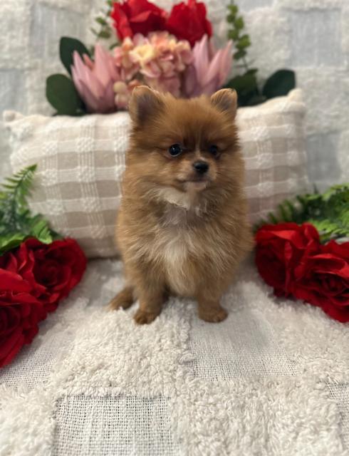 Pure breed Pomeranian puppies | Dogs & Puppies | Gumtree Australia ...