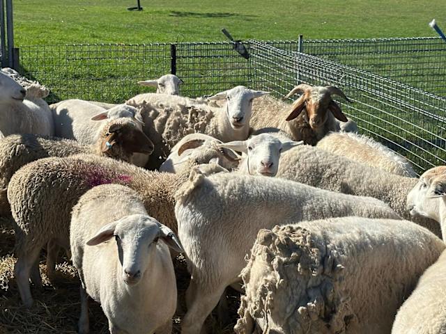 Aussie White/ Dorper/ Awassi Sheep Lamb 🥩 | Livestock | Gumtree ...