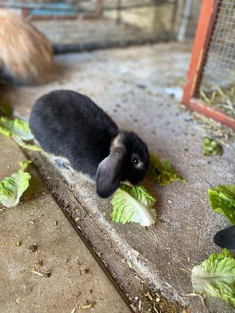 Dwarf / mini lop baby rabbits/ bunnies | Rabbits | Gumtree Australia ...