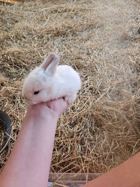 Pet Baby Rabbits | Rabbits | Gumtree Australia Bendigo City - Bendigo ...