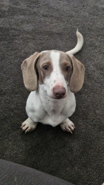 pure bread Isabella pie bald dashy | Dogs & Puppies | Gumtree Australia ...