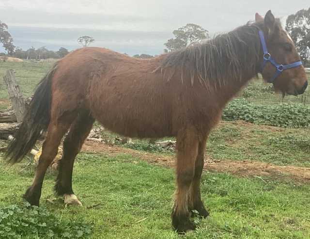 Gypsy cob cross | Horses & Ponies | Gumtree Australia Campaspe Area ...