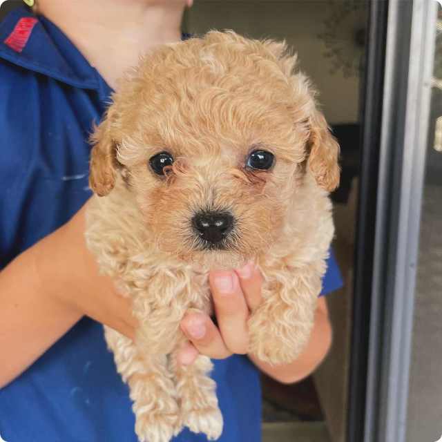 Toy Moodle Puppies x 4 | Dogs & Puppies | Gumtree Australia Tamworth ...