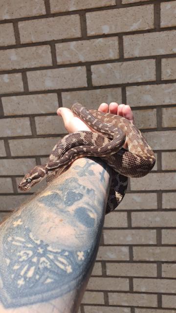 rough scaled python | Reptiles & Amphibians | Gumtree Australia ...