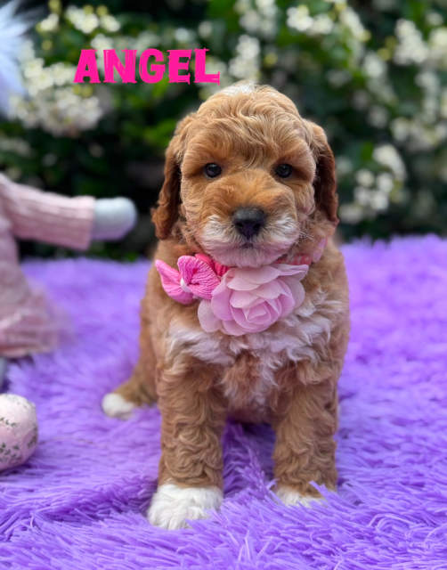 Beautiful Ruby Toy Cavoodle Puppies - Ready Now | Dogs & Puppies ...