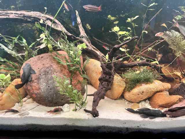Peppermint Bristlenose Catfish | Fish | Gumtree Australia Hobsons Bay ...
