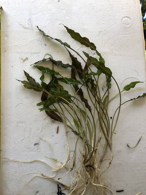 Assorted Cryptocoryne 10 PACK live aquarium plant | Pet Products | Gumtree Australia Inner ...