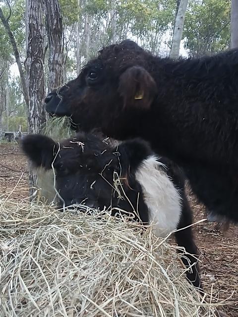 6month old Belted Galloway Cross Scottish Highland Bull | Livestock ...