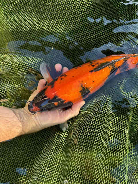 Koi fish from quality lines | Fish | Gumtree Australia Stirling Area ...