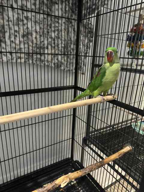 Aviary Alexandrine | Birds | Gumtree Australia Ipswich City - Walloon ...