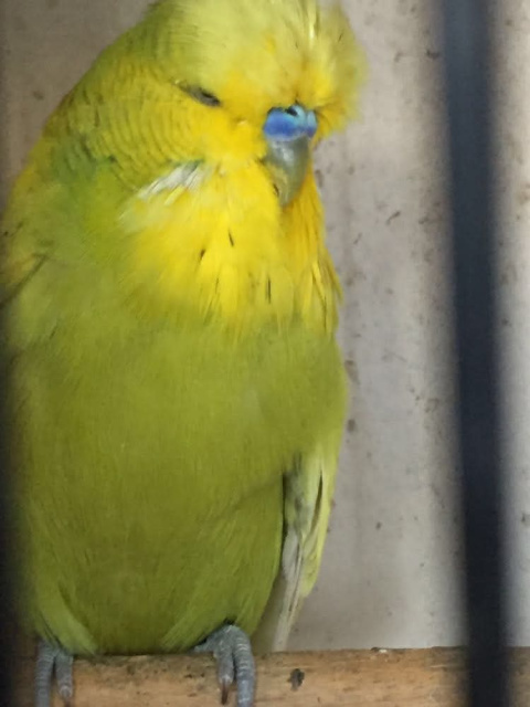 Avery bred budgies | Birds | Gumtree Australia Nowra-Bomaderry - Nowra ...