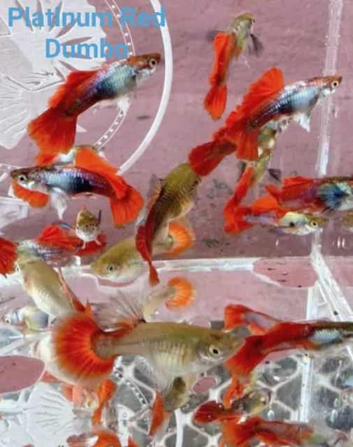 PLATINUM RED DUMBO GUPPIES from $3! | Fish | Gumtree Australia Brisbane ...