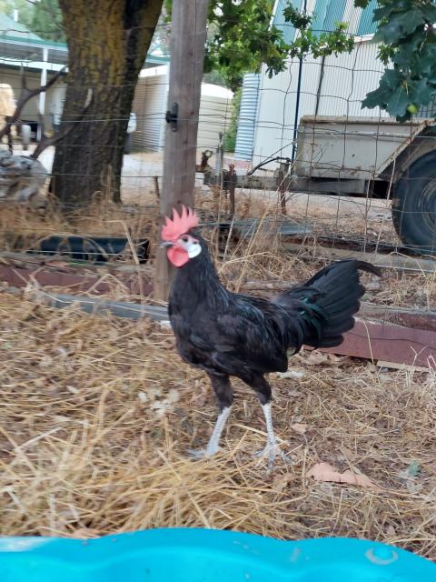 Chooks for sale & White faced Spanish rooster | Birds | Gumtree ...