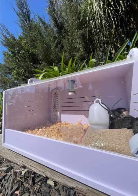 Chicken brooder, complete package with choice of australorp chicks ...