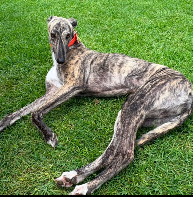 3yo Retired Lady Greyhound | Dogs & Puppies | Gumtree Australia Pine ...